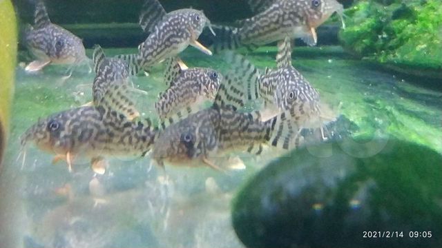 Сомик коридорас штерба