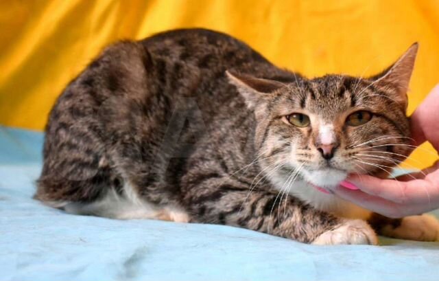 Платоша - молодой мальчик - 9 мес, тигрового окрас