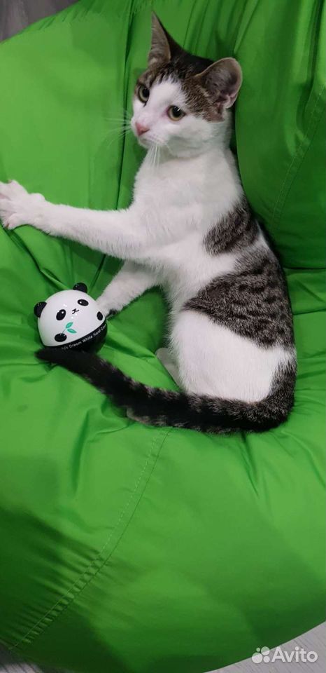 Котенок кошка 5 месяцев в добрые руки