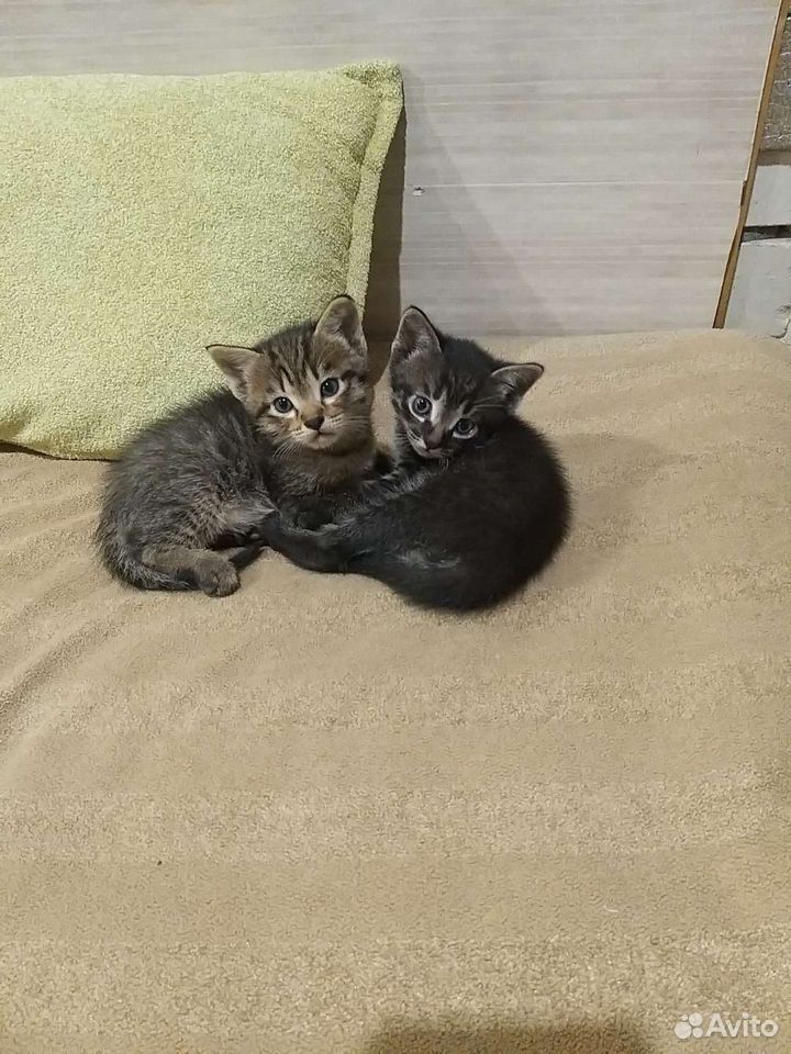 Кошка