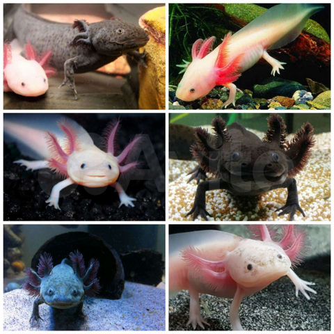 Аксолотли тритоны и другие обитатели
