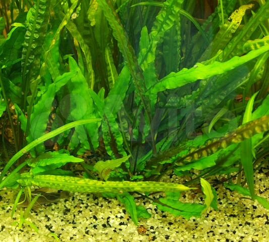 Аквариумное растение