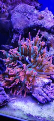 Актиния красная квадриколор