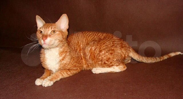Кудрявые котята мало линиящие ангелы