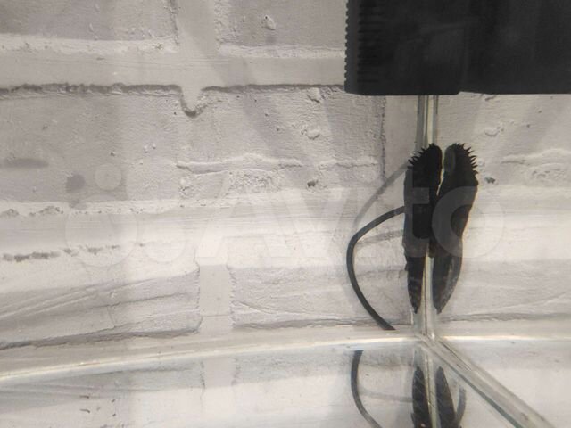 Сомы цихлиды