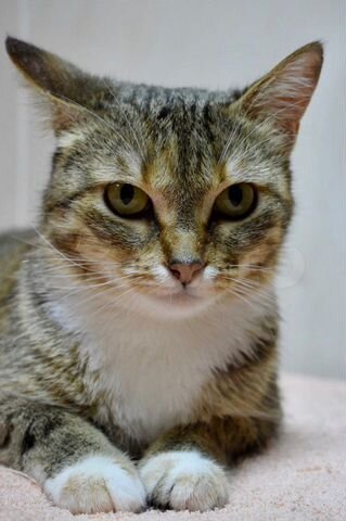 Кошка Софи 1,5 года