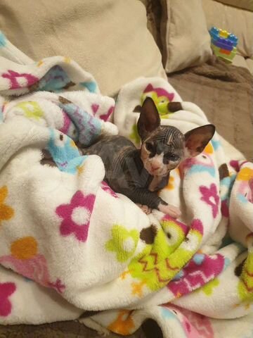 Продаю котенка канадского сфинкса