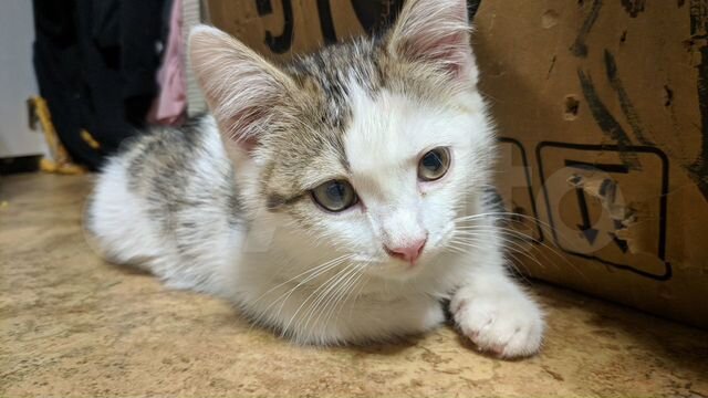 Котенок Веня