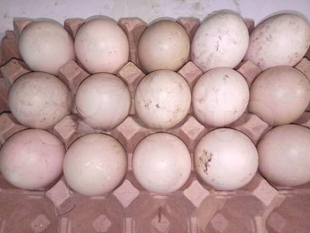 Инкубационные яйца индоутки