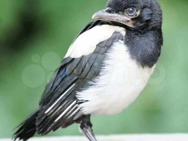 Птенцы сороки